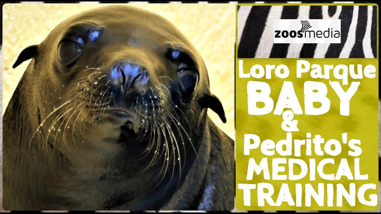 Loro Parque: Seelöwen BACKSTAGE: Baby & Medical Training 💦 | zoos.media ...