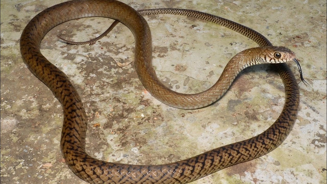 indian non venemus snake।ghoda pachad 🐍। घोड़ा पछाड़ सांप। ।बिना जहर का ...