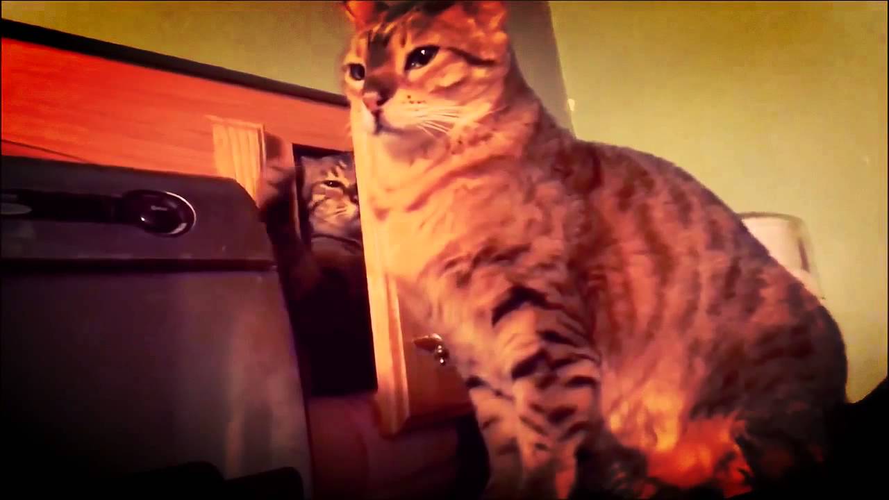 Ninja Cat - Surprise Attack - YouTube