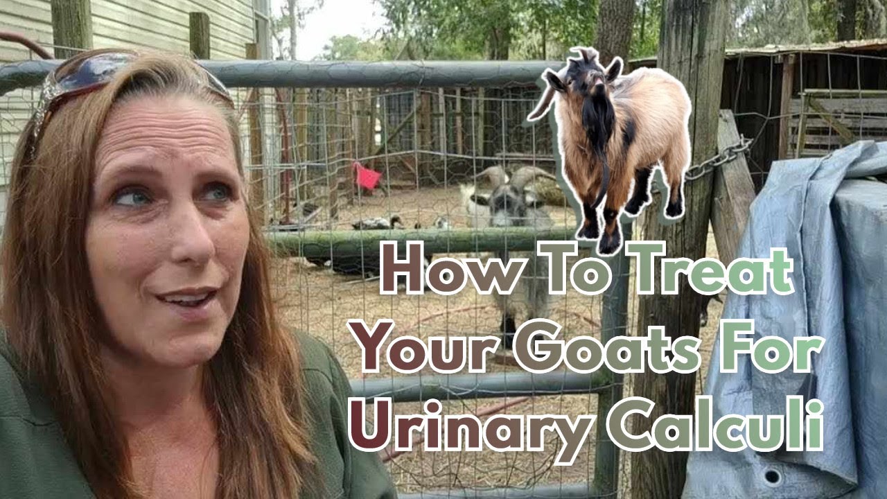 How To Treat Urinary Calculi In Goats YouTube How To Treat Urinary Calculi In Goats YouTube