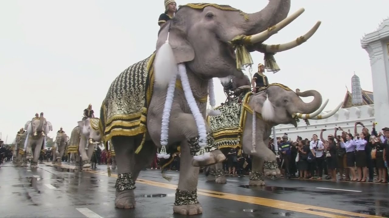Dancing elephants pay tribute to late Thai king - YouTube