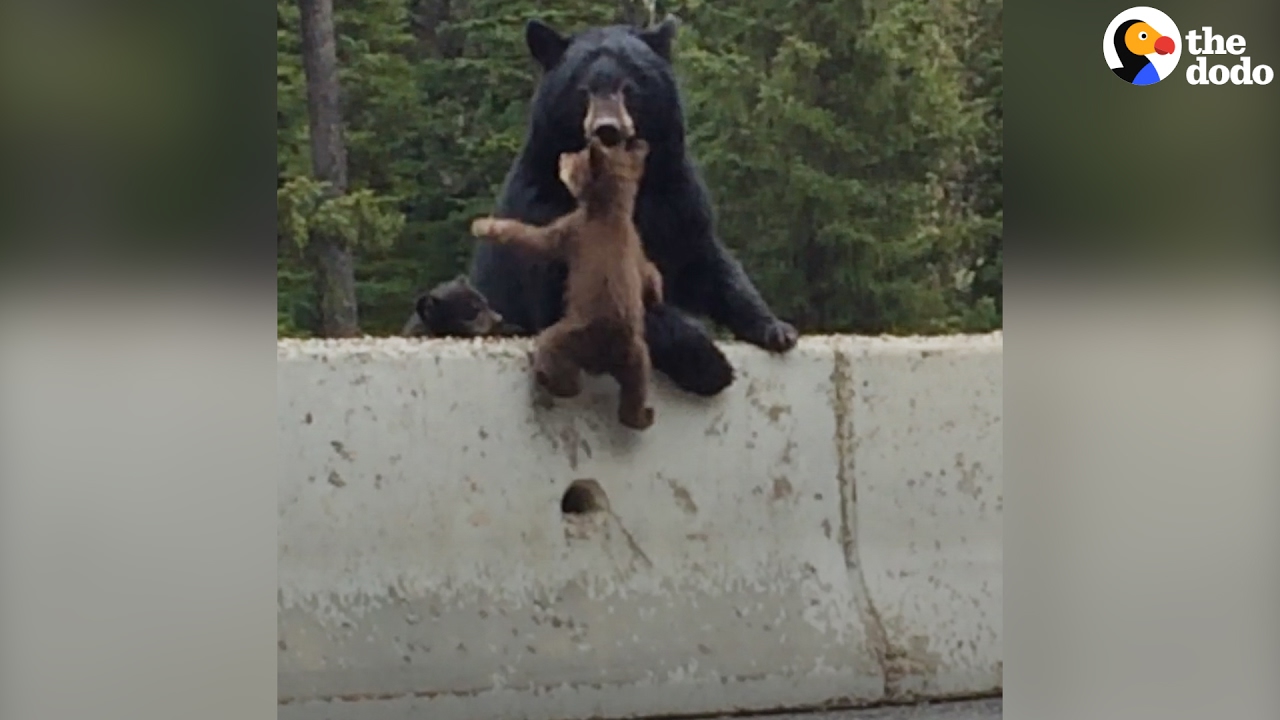 Bear Mom Saves Cub From Highway - YouTube