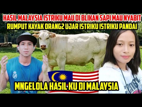 HASIL MALAYSIA ISTRI KU MAU DI BLIKAN SAPI ISTRI KU GEMAR TERNAK SAPI