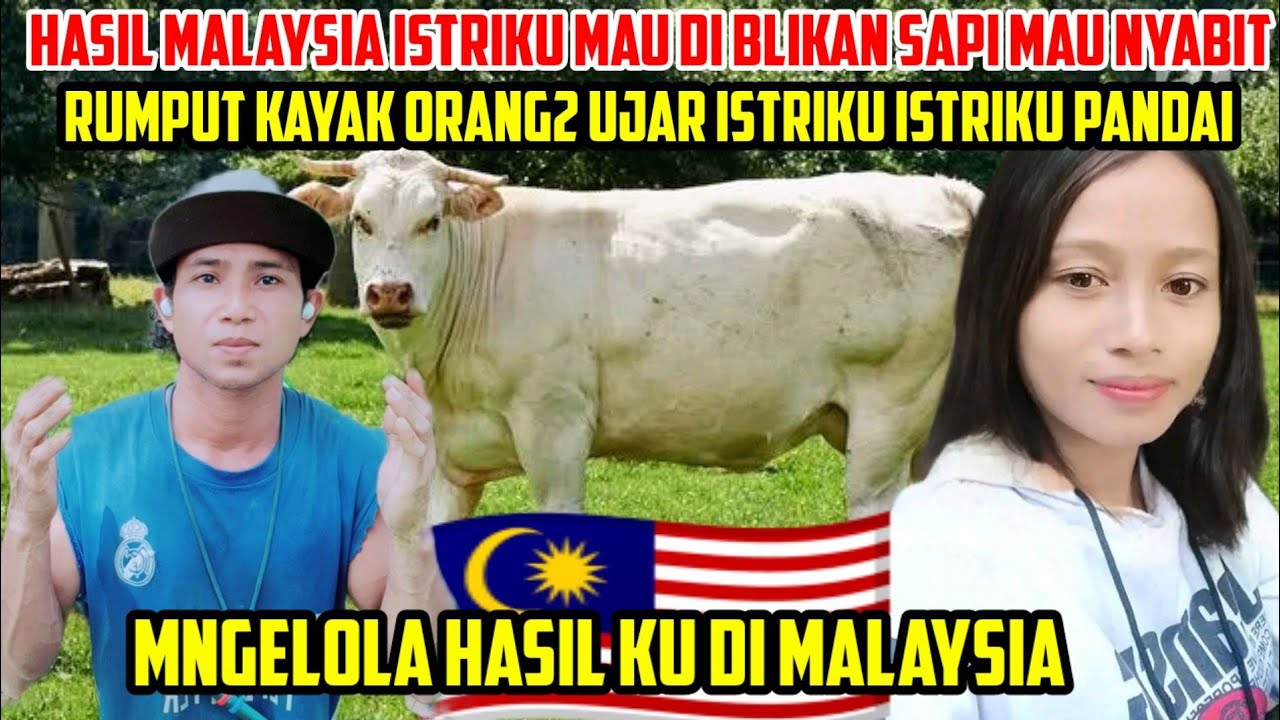 HASIL MALAYSIA ISTRI KU MAU DI BLIKAN SAPI ISTRI KU GEMAR TERNAK SAPI - YouTube