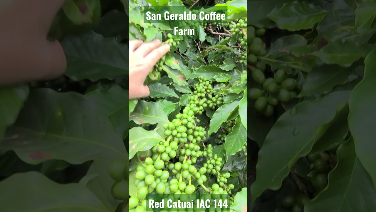 Red Catuaí IAC 144 variety. San Geraldo Coffee Farm - Brazil - YouTube