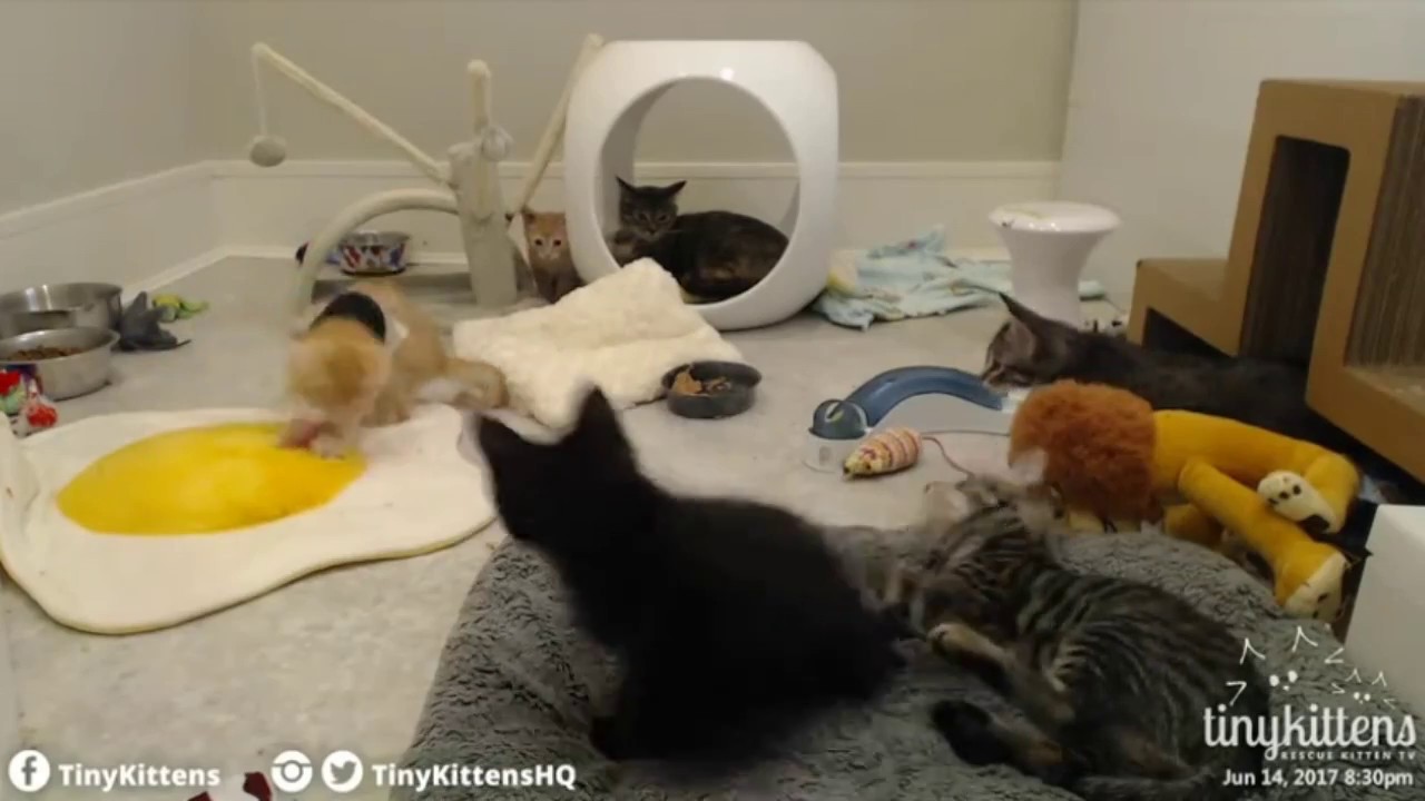 Tiny Kittens Puff ball goes down the hatch so to speak 6 14 2017 - YouTube