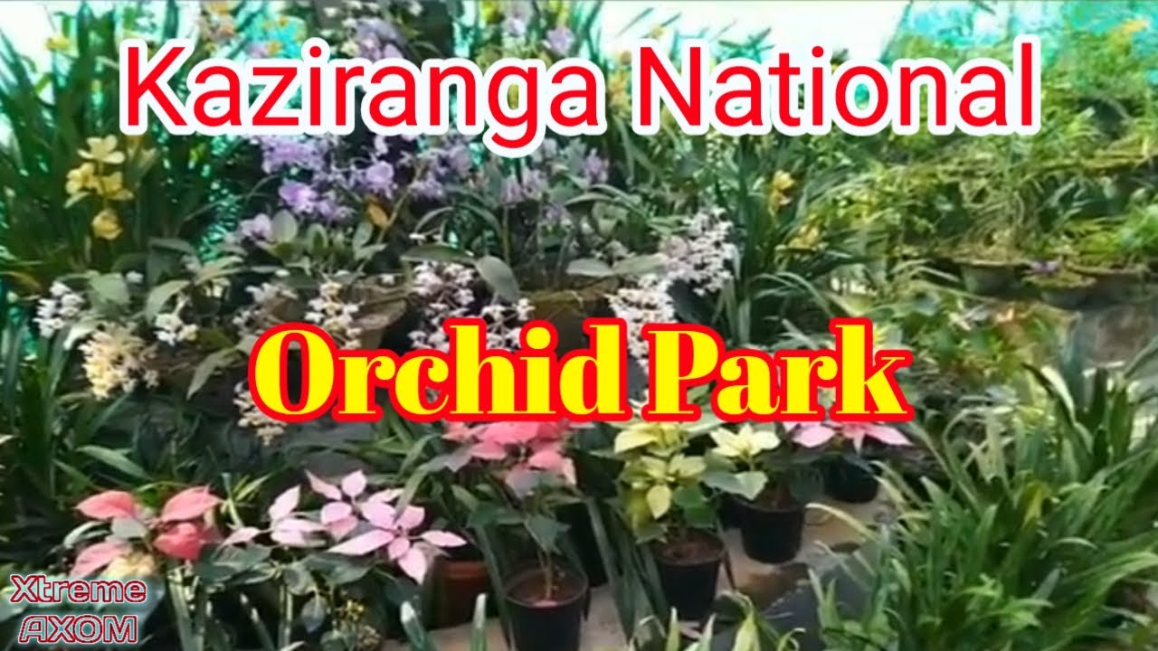 Kaziranga National Orchid Park🥰 Orchid Park Kaziranga🥰 Assam - YouTube