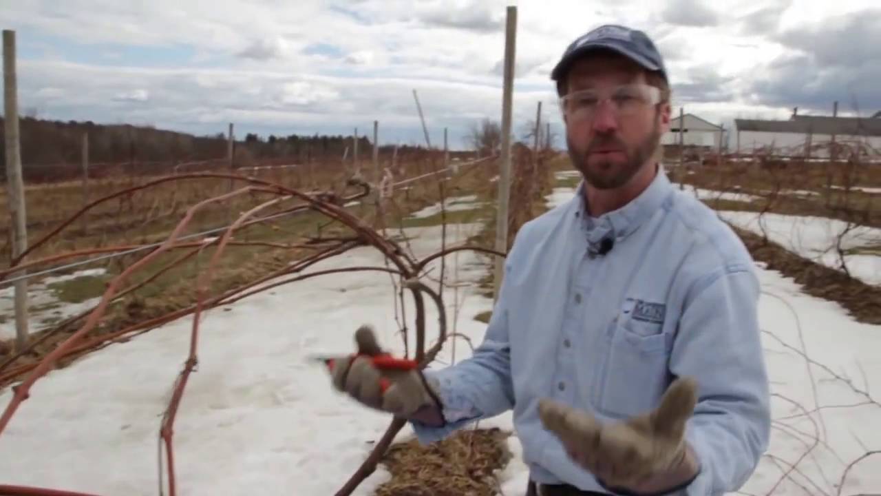 Umbrella Kniffin System for Growing Grapes - YouTube