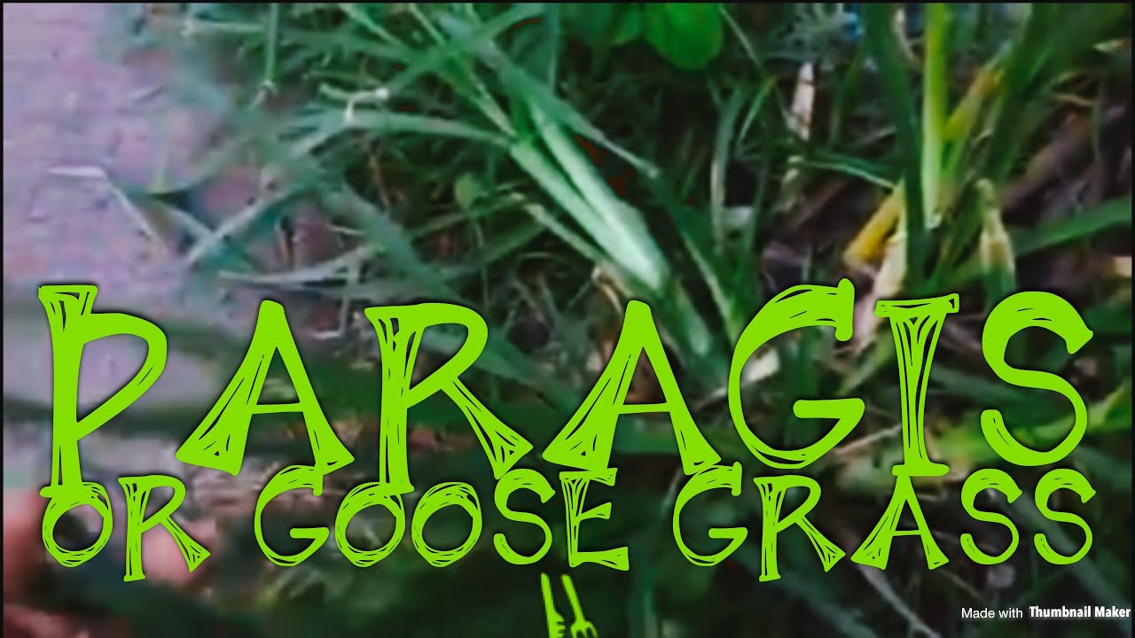 Paragis or goose grass whatever we called it, we used it as a herbs ...