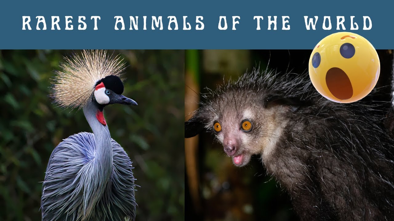 Rarest Animals In The Universe (Amazing Animals Rarely Seen) - YouTube