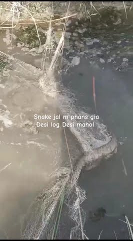 Snake jal m phans gia #villagelog - YouTube