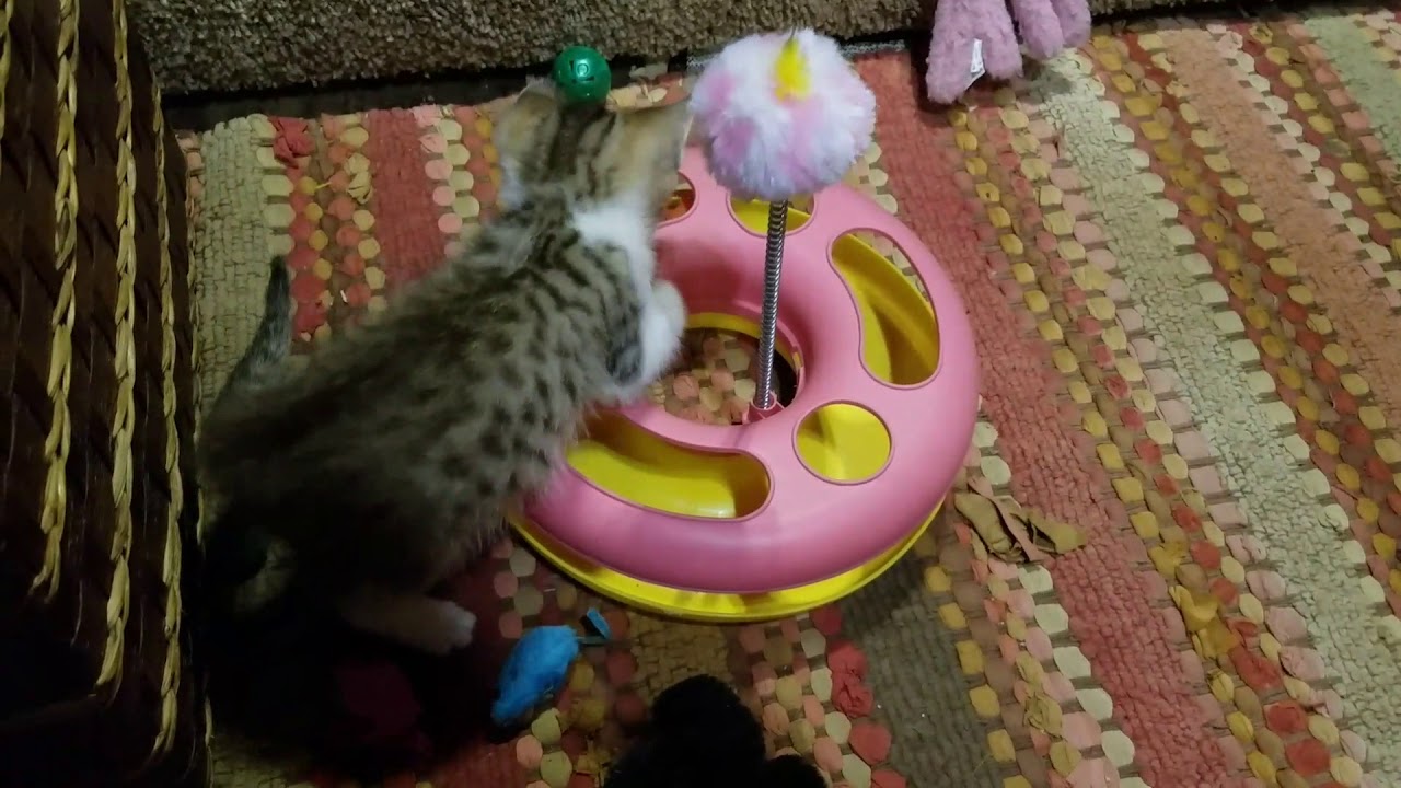 Torbie kittens playing with toy - YouTube
