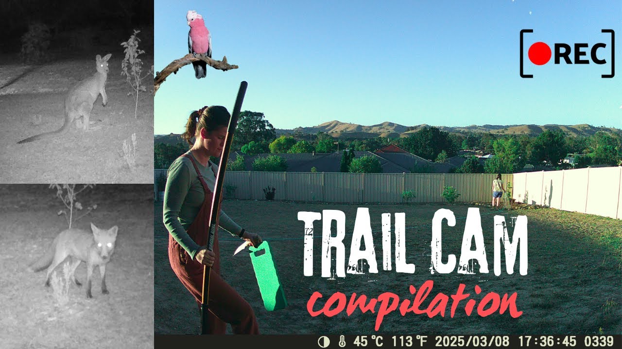 Trail Cam Compilation | Part 3 | New Location & Wildlife! - YouTube