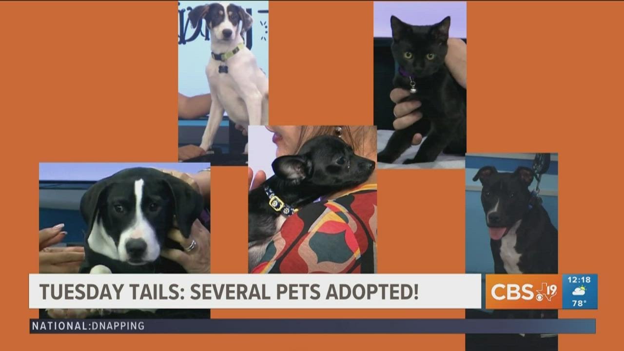 TUESDAY TAILS: Fluffy friends find FURever homes! - YouTube