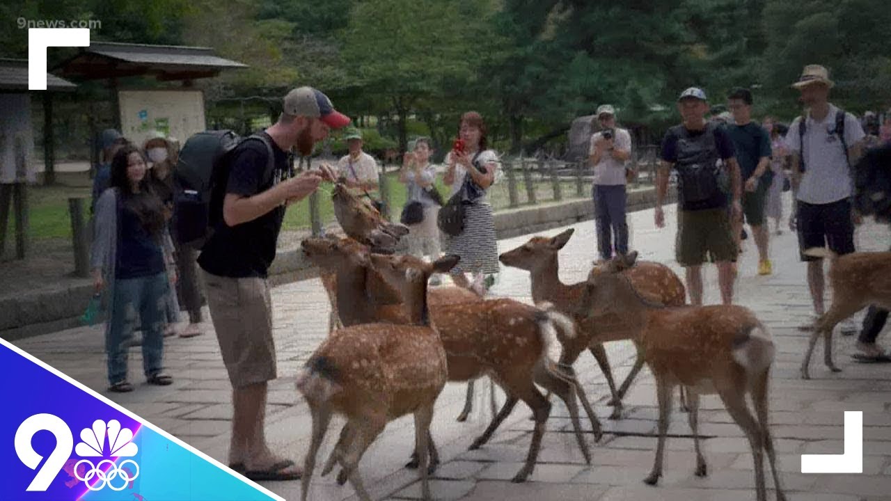 Journey to Tokyo: Deer Park is home to 1,400 wild deer - YouTube