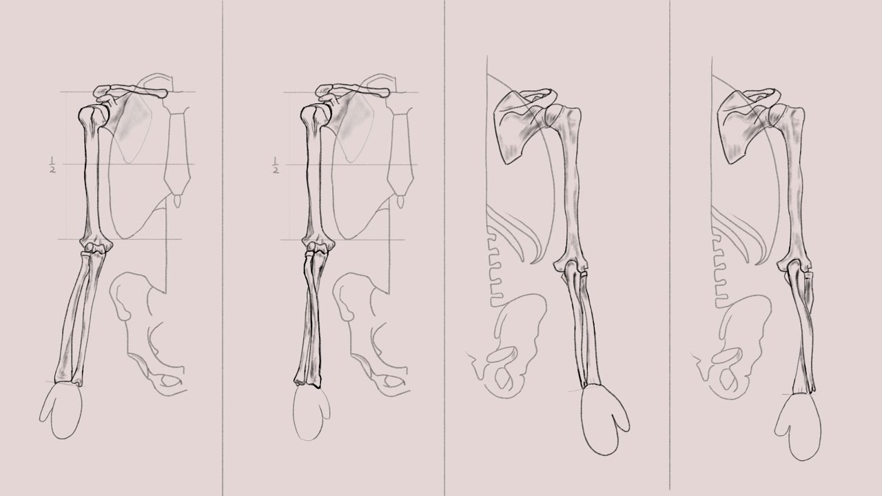 (Drawing process) How to draw arm bones - YouTube