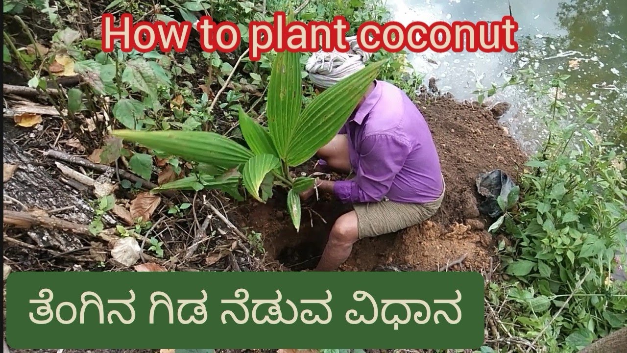 Coconut planting method / ತೆಂಗಿನ ಗಿಡ ನೆಡುವ ವಿಧಾನ - YouTube
