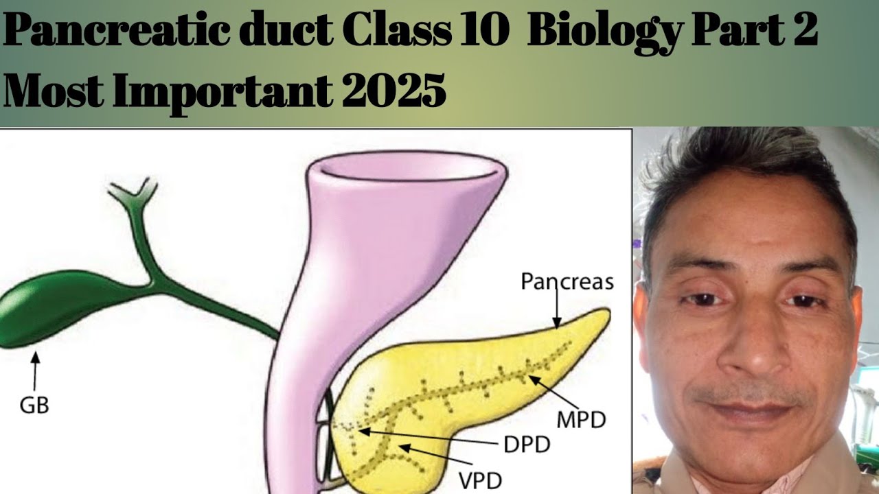 Class 10 pancreatic duct Imp exam 2025 biology - YouTube