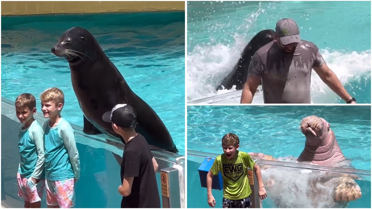 All-New! Flippers, Facts &Fun (Full show) - YouTube