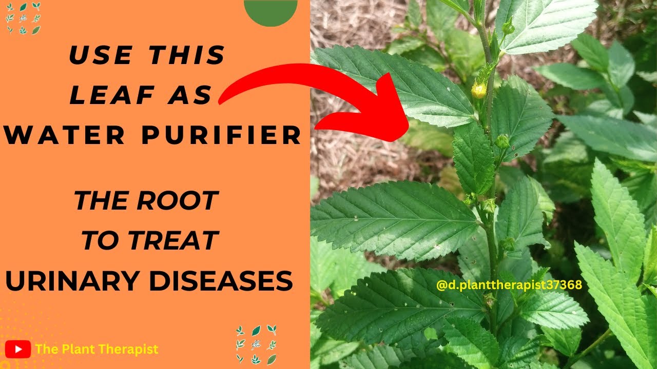 Sida plant purifies water, used to treat urinary diseases, hemorrhoid ...