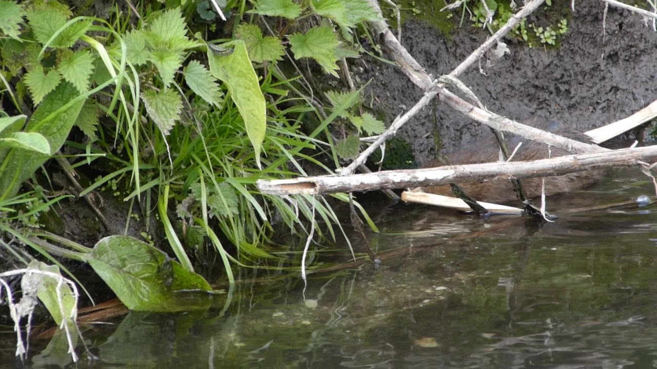A Water Vole Taking Dry Vegetation Into An Underwater Burrow - YouTube