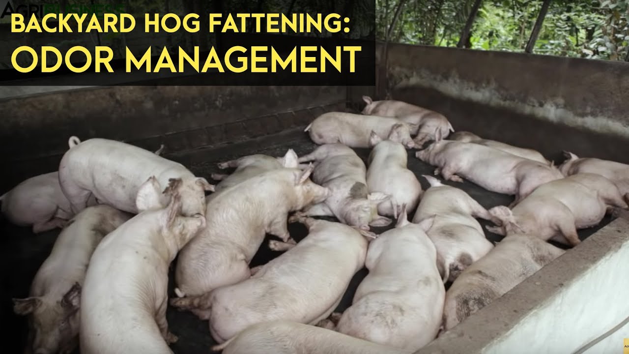 Backyard Hog Fattening: Odor Management | Agribusiness B-MEG Episode 4 ...