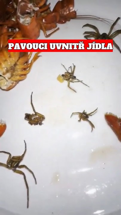 PAVOUCI V JÍDLE🕷️ #fyp#pavouk#pavouci#chov#chovatel#teraristika#jidlo#trend#trendy#cz#czech# ...