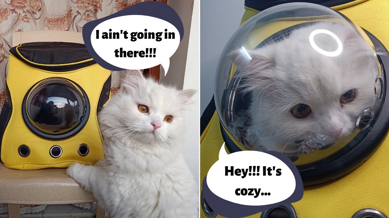I bought Space Backpack for my Cat | Space backpack review | UPET ...