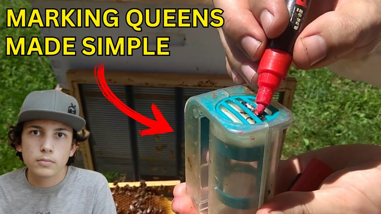 Beekeeping | A Tool Every Beekeeper Needs For Marking Queens - YouTube