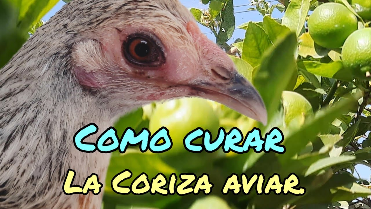 COMO CURAR LA CORIZA AVIAR, consejos básicos. - YouTube