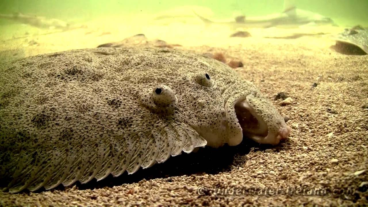 Stock footage: ray skate turbot flatfish seabass shark crabs mullet ...