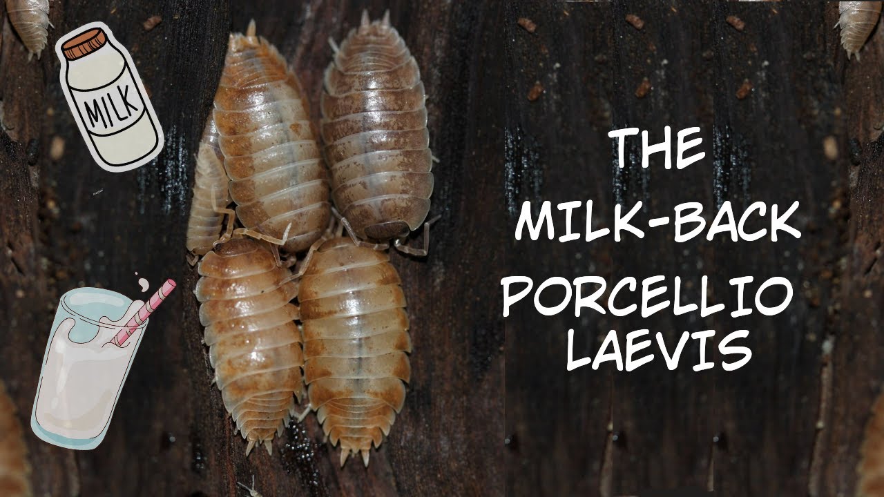 Morphpedia | Episode 4: The Milk-back Porcellio Laevis - YouTube