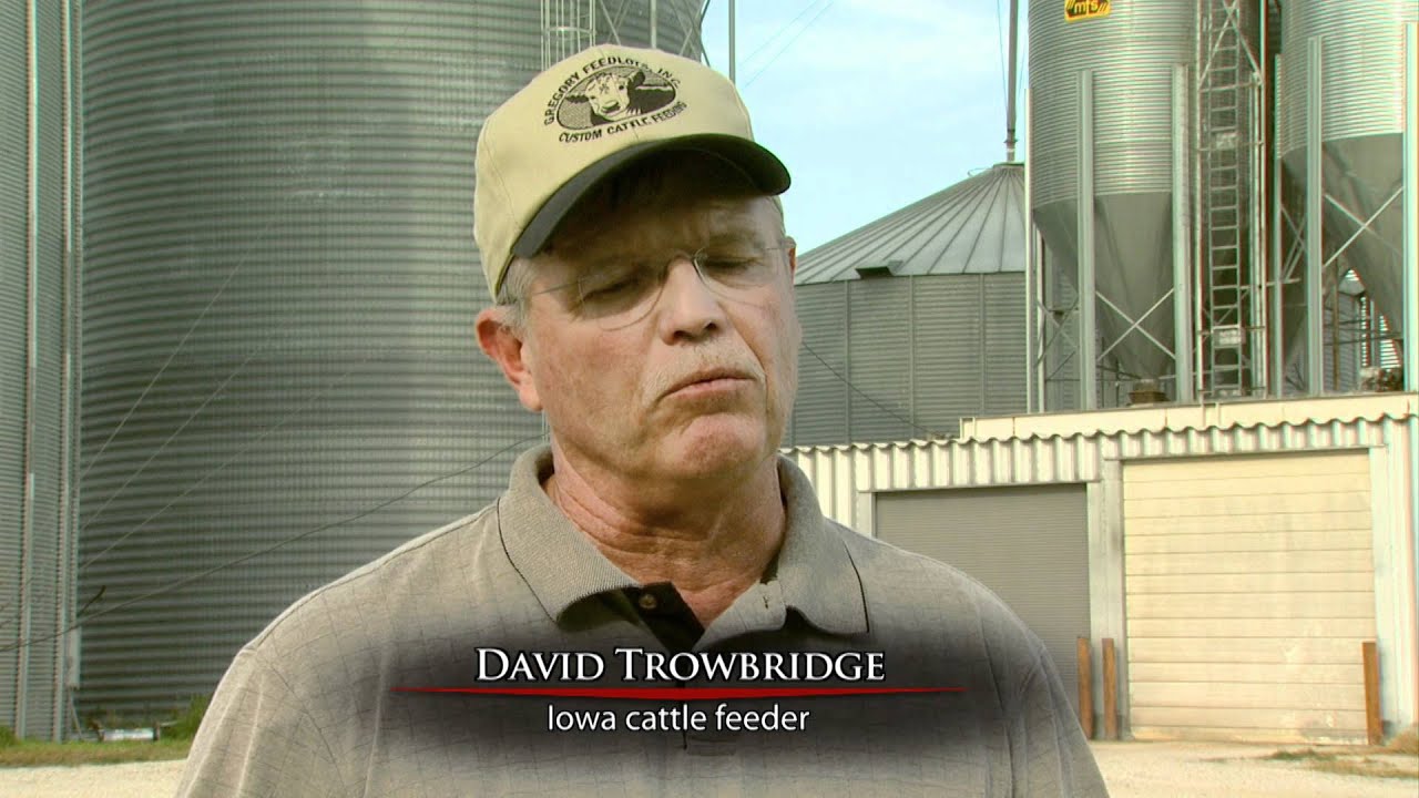 Angus VNR: Grids work for consistent cattle - YouTube
