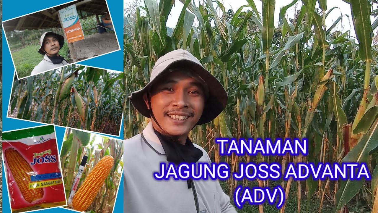 TANAMAN JAGUNG JOSS ADVANTA (ADV) - YouTube