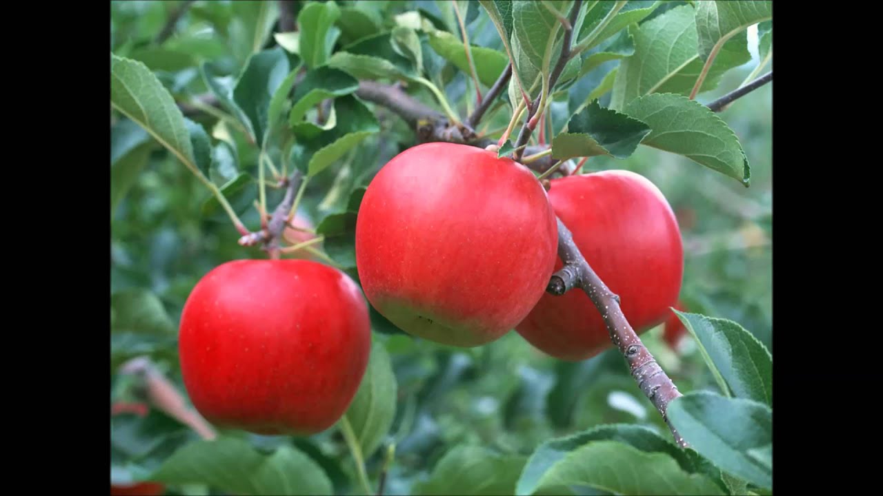 Tuatara - Land of apples - YouTube