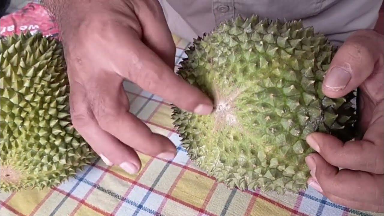 Wow..Ini Durian Paling Enak. Durian Musangking - YouTube