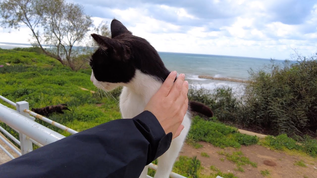 Stray cats cling to me during Cold Wind Storm! - YouTube