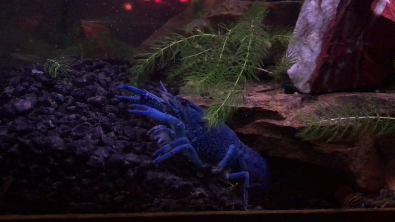 Crawdad owes the company store! - YouTube