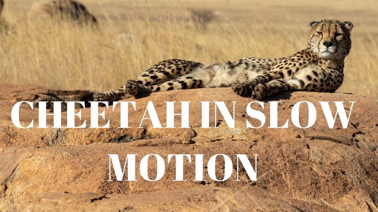 Cheetah Race| Cheetah Speed In Slow Motion |UNFILTERED - YouTube