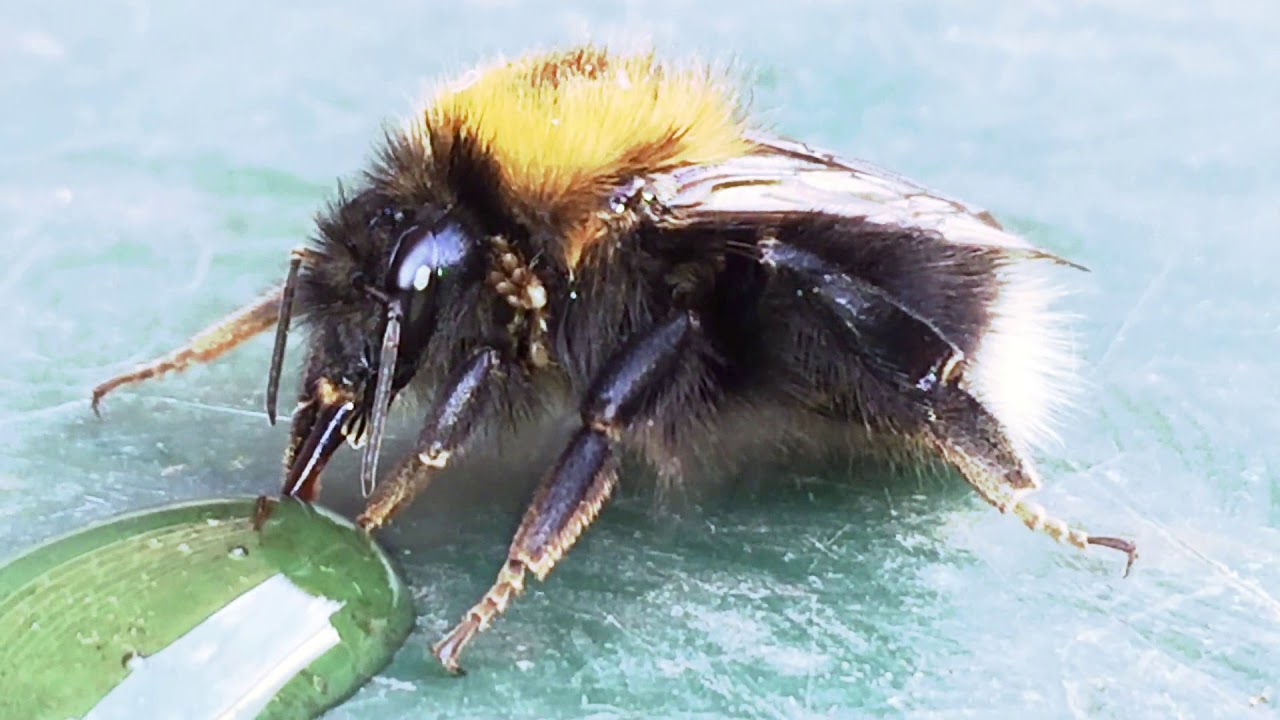 4K VIDEO-2021|| Honey Bees Make Money || - YouTube