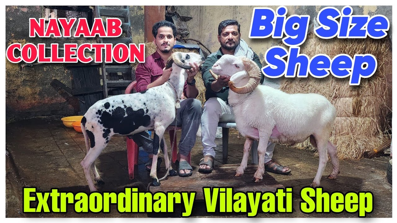 Extraordinary Vilayati Sheep In Kalyan | Big Size Vilayati Mende ...