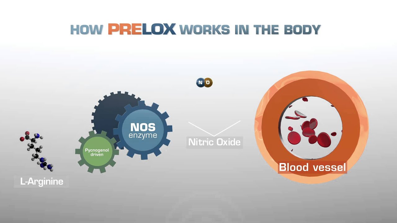 Prelox and the endothelial function - YouTube