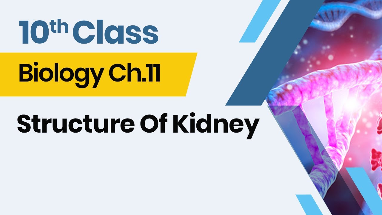 Structure Of Kidney - Homeostasis - Chapter 11 - Biology Class 10th ...