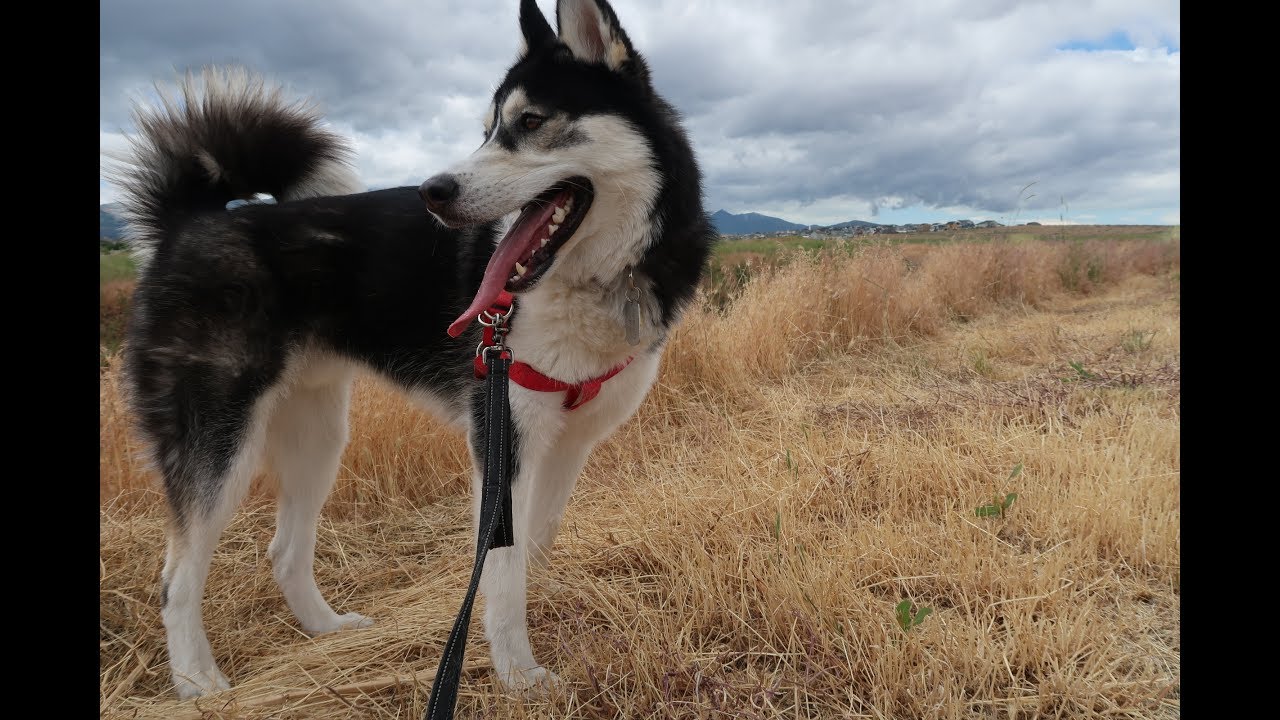 TAKING A HUSKY LONGBOARDING - YouTube