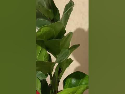 Фикус Лирато Бомбино - YouTube
