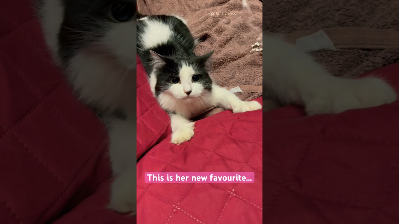 My cat’s short attention span 😊 #shorts #cats #cutecats #funnycats #catlover - YouTube