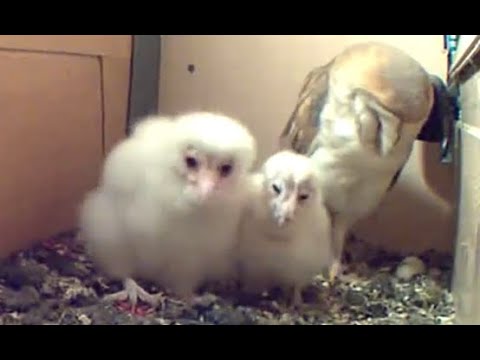 Watch as larger Owlet tries first flying moves inside the BOB. July ...