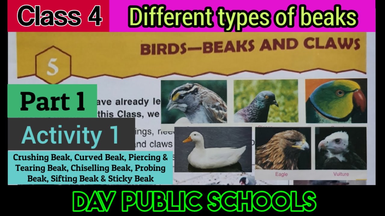 DAV Class 4 Science Chapter 5 Birds Beaks And Claws YouTube dav-class-4-science-chapter-5-birds-beaks-and-claws-youtube
