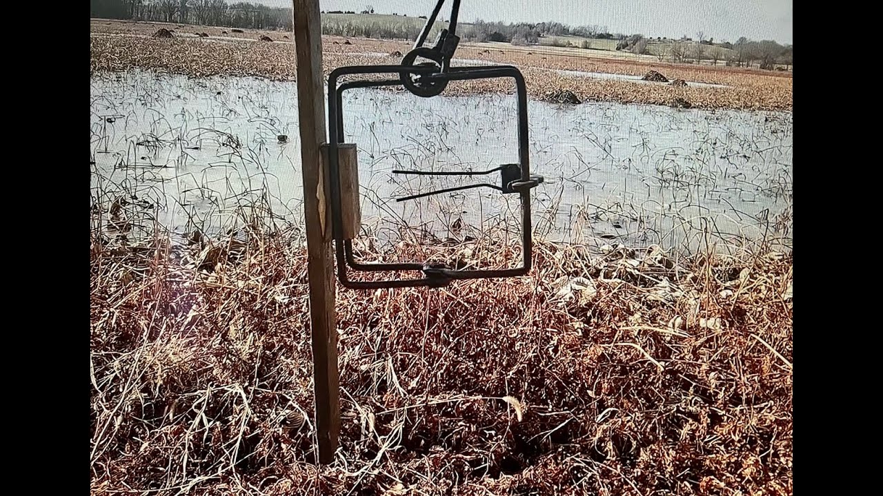 Muskrat Trapping with Madtrapper - YouTube