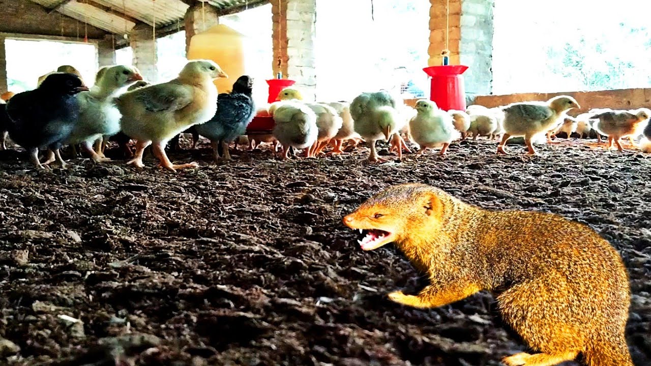 mongoose attack on my hen||broiler farm||maa narayani poultry farm ...
